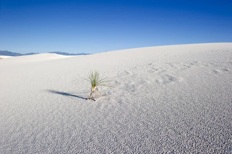 A lone plant in the desert stock image. Image of park - 15850031