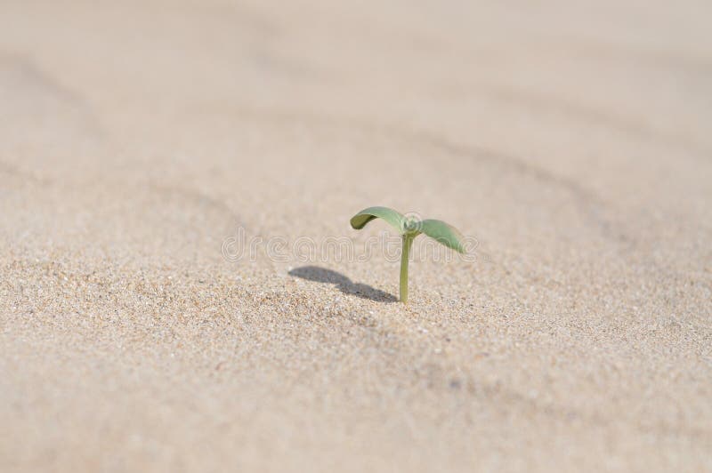 Lone Plant Growing Out of a Wall Stock Image - Image of white, flora ...