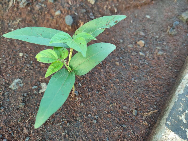 Lone Plant Growing Out of a Wall Stock Image - Image of white, flora ...