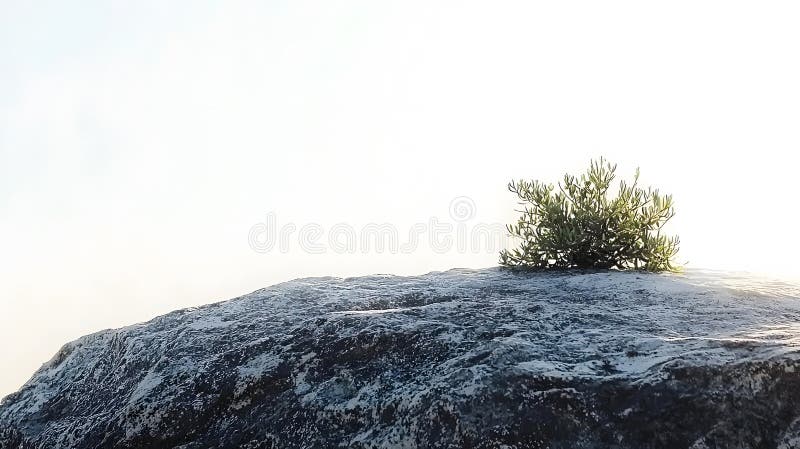 Lone Plant Thriving on a Rocky Surface Stock Image - Image of ...