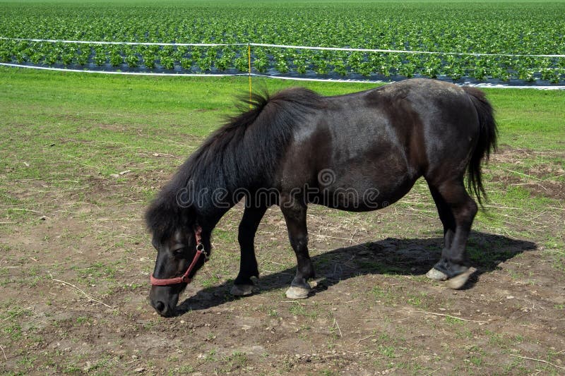 Lone Pony Standing in a Paddock Stock Image - Image of farm, animal ...