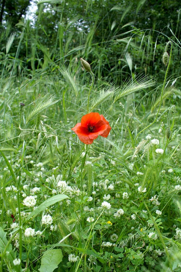 Lone Poppy stock photo. Image of individual, daisies - 12774766