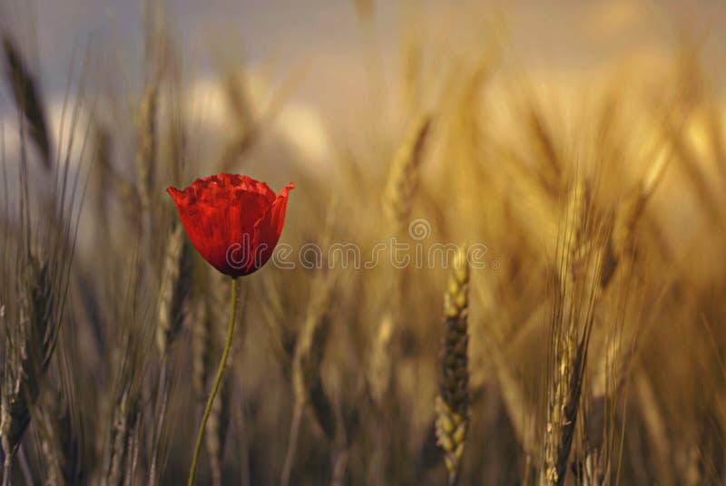 Lone poppy stock image. Image of poppy, sunny, soft, agriculture - 27905465