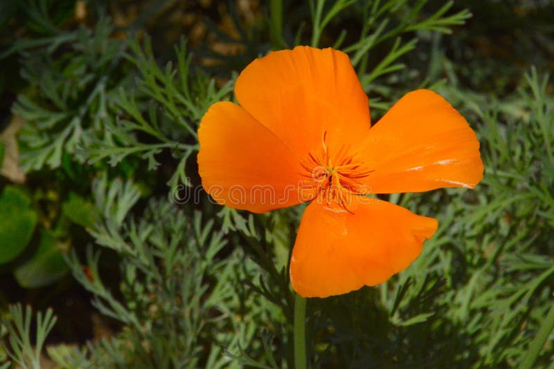 Lone Poppy stock photo. Image of flora, state, califorinia - 89789682