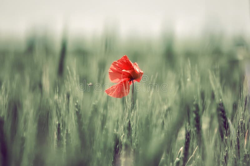 Lone poppy in a field stock image. Image of grain, lonely - 85191387