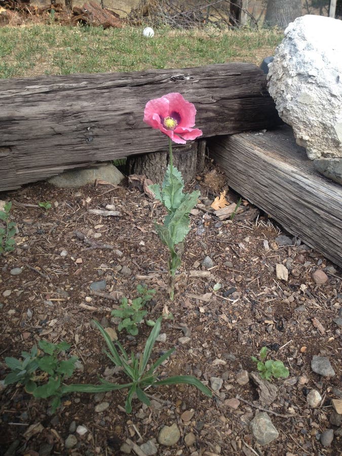 Lone Poppy stock photo. Image of garden, pink, flower - 88473170
