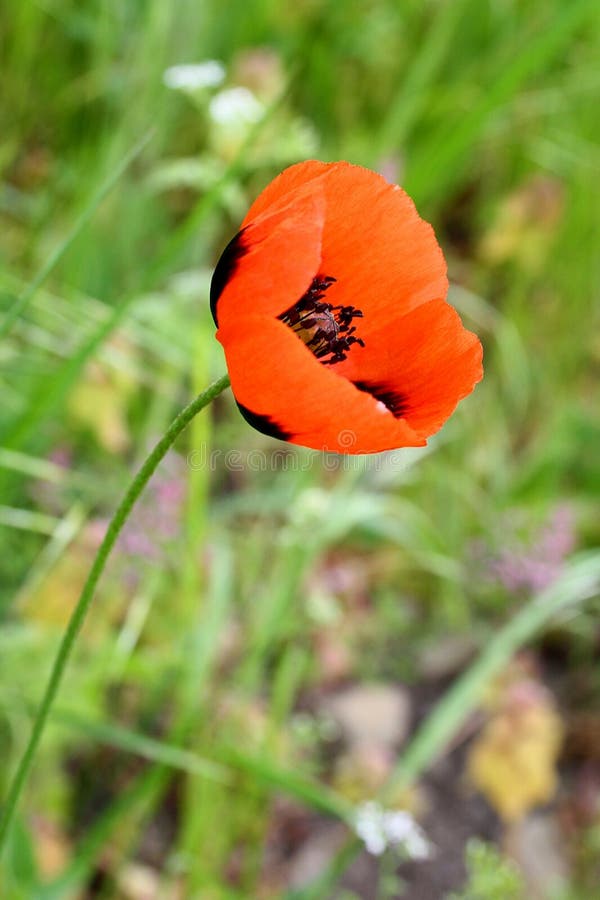 A lone poppy stock image. Image of orange, life, nature - 61734159
