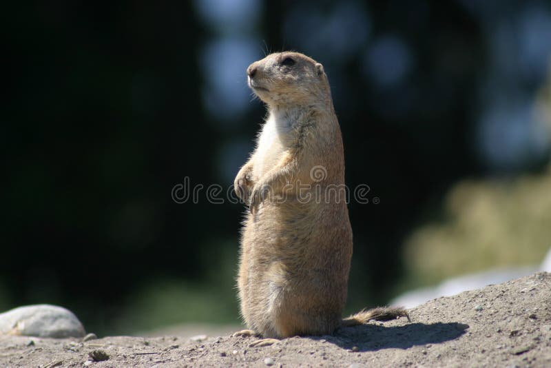 Lone Prairie Dog stock image. Image of guard, wildlife - 274697