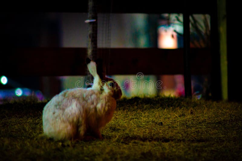 Rabbit at night stock photo. Image of black, blue, europe - 113105908