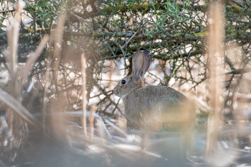 Lonely Rabbit Standing in the Middle of the Vegetation Stock Image ...
