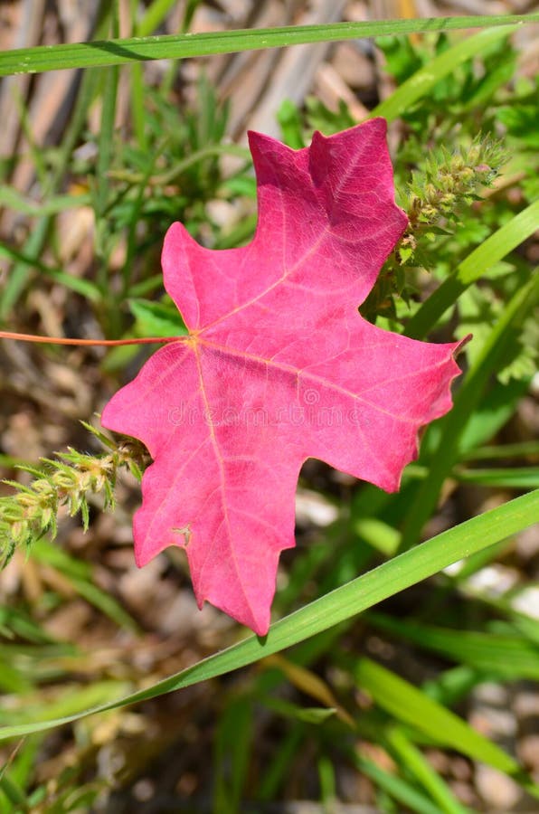 Lone Red Leaf stock photo. Image of grass, fall, autumn - 36373164