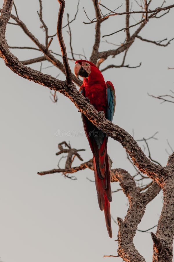 Lone red macaw on a branch stock image. Image of macaw - 227839351