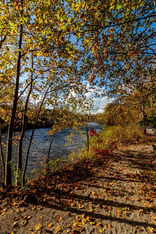 Lone Red Maple Leaves Put on an Evening Show - Beautiful Fall in ...