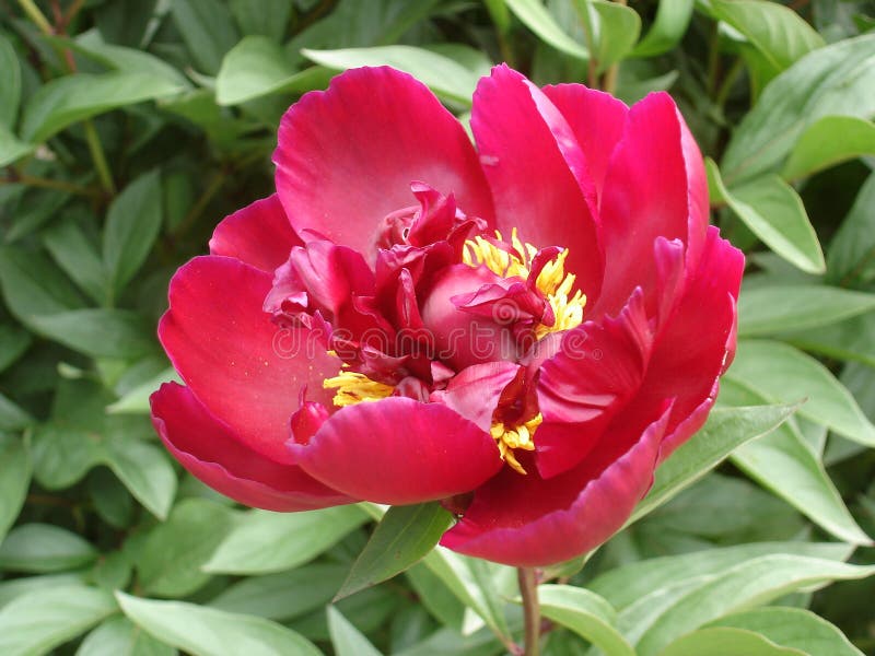 Lone Red Peony Flower Carina Stock Image - Image of plant, carina: 71738091