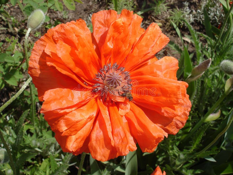 Lone Red Poppy Flower with Bee in a Sunny Day Stock Image - Image of ...