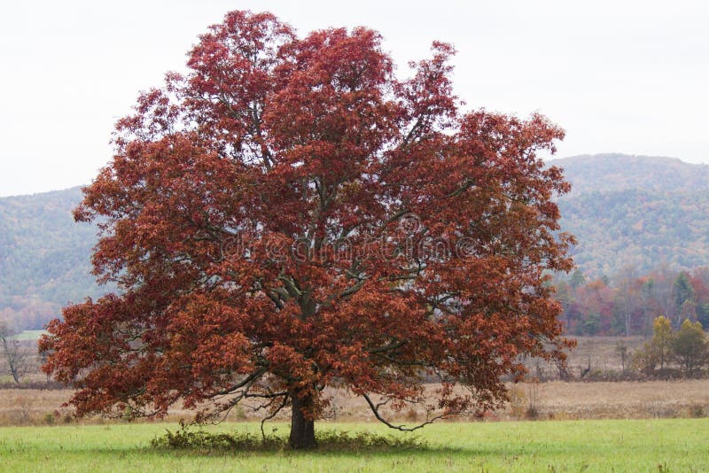 Lone Red Tree stock photo. Image of outdoors, meadow - 87753454