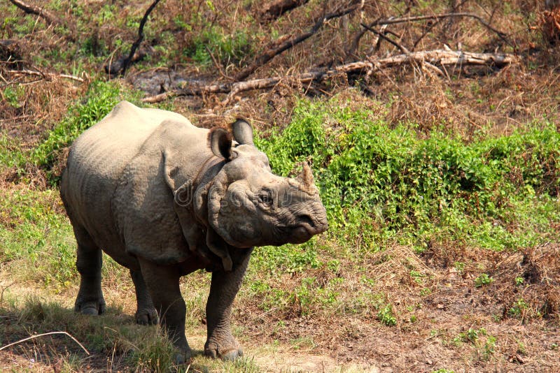 Lone Rhino Out for a Stroll Stock Photo - Image of horned, rhino: 40653662