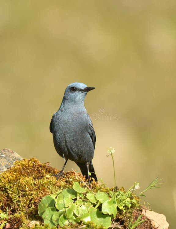 Lone rock thrush in sprin stock image. Image of spring - 384349219