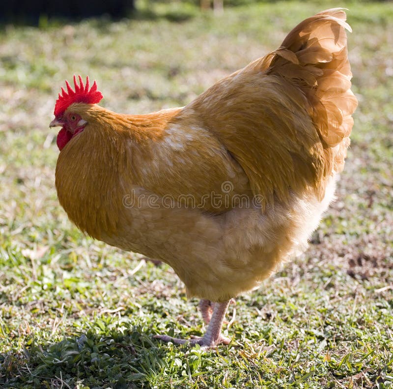 Golden rooster stock photo. Image of chicken, animal - 22639932