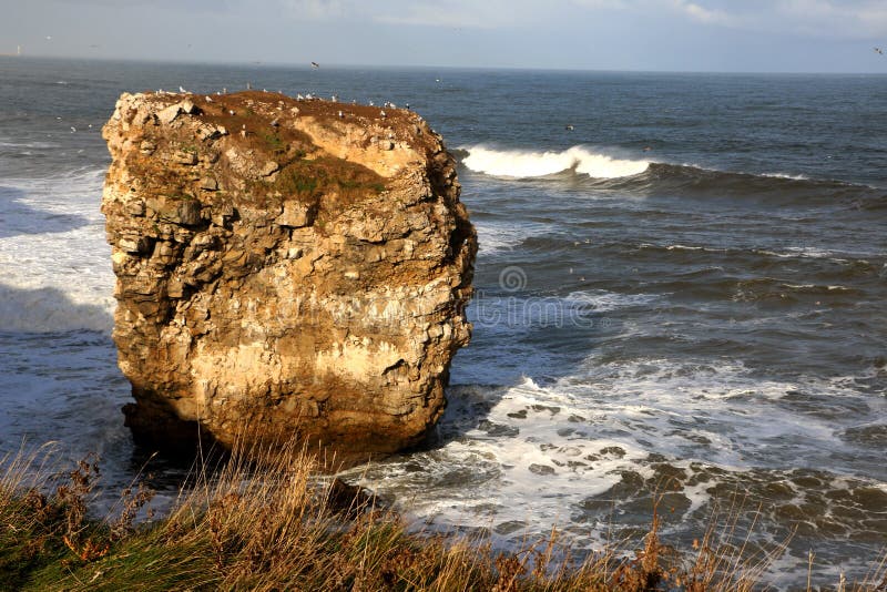 Lone Sea Rock. stock photo. Image of point, souter, gulls - 46673734