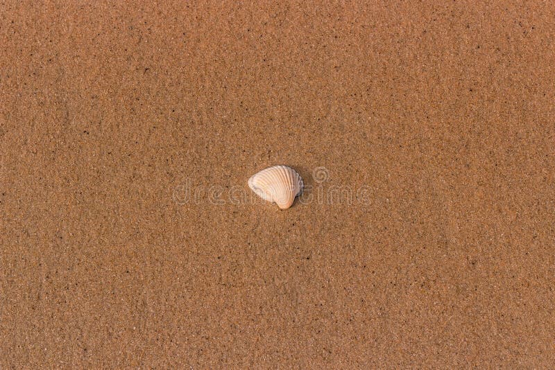 Lone Sea Shell on the Beach Sand Stock Photo - Image of texture, center ...