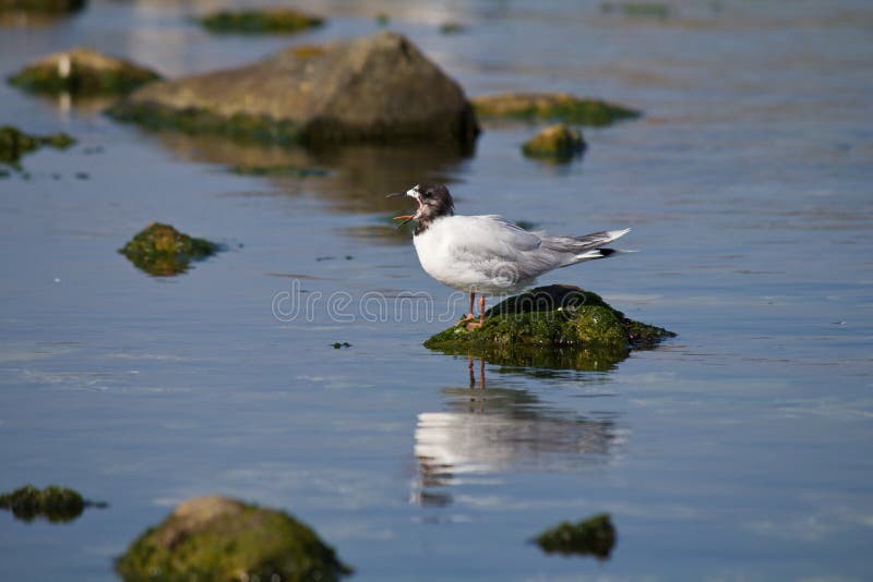 A lone seagull stock photo. Image of seabirds, outside - 23238048
