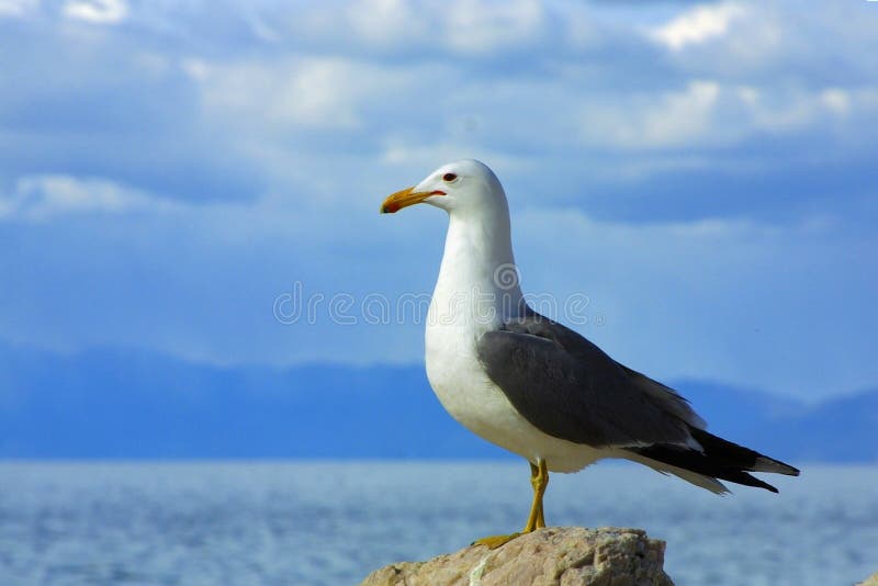Lone Seagull Against Sky and Water Stock Photo - Image of animals ...