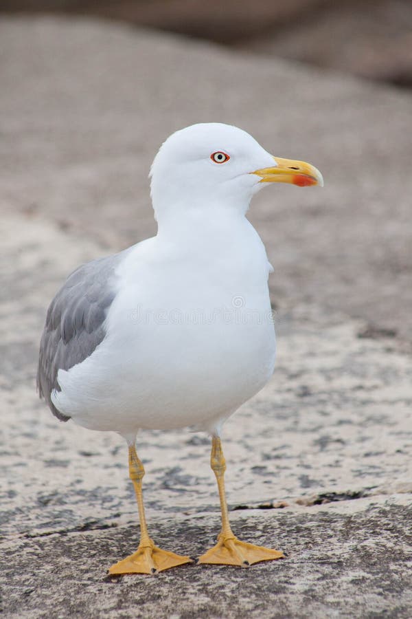 Lone Seagull, Front View, Looking Sidewards Stock Image - Image of bird ...