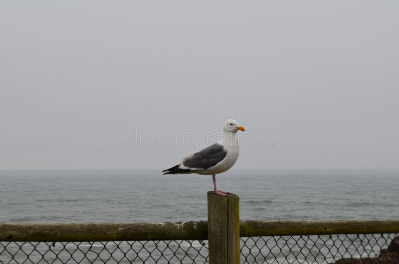 Lone Seagull Perched on Beach Boulders Stock Photo - Image of rocks ...