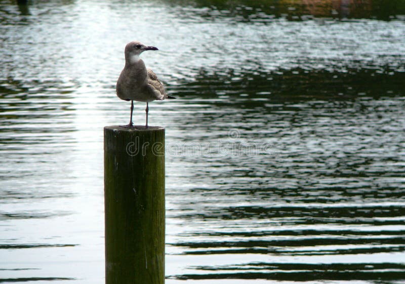 Lone Seagull Waiting on a Pier Stock Image - Image of nags, animal: 1148217