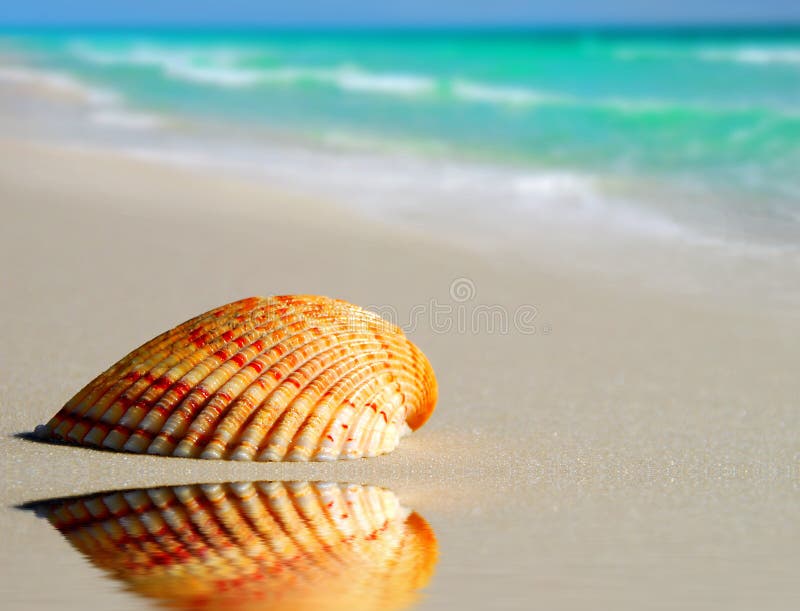 Seashell on Beach Under Palm Stock Image - Image of tidal, gulf: 5622009