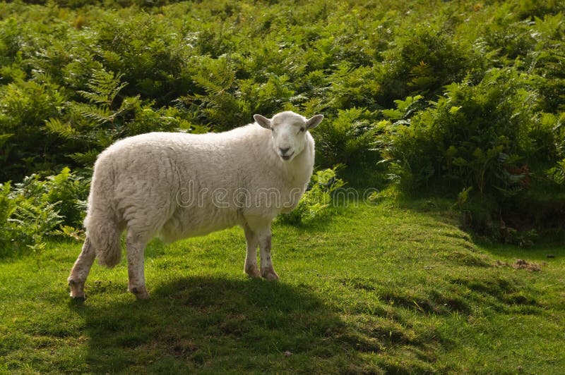 Lone Sheep stock photo. Image of wool, dales, valley - 47930172
