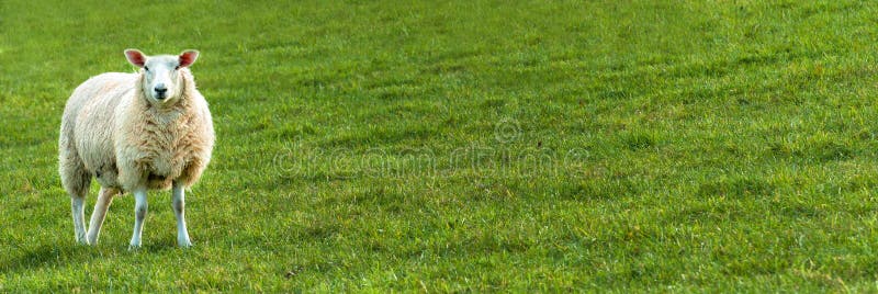 231,781 Sheep Photos - Free & Royalty-Free Stock Photos from Dreamstime