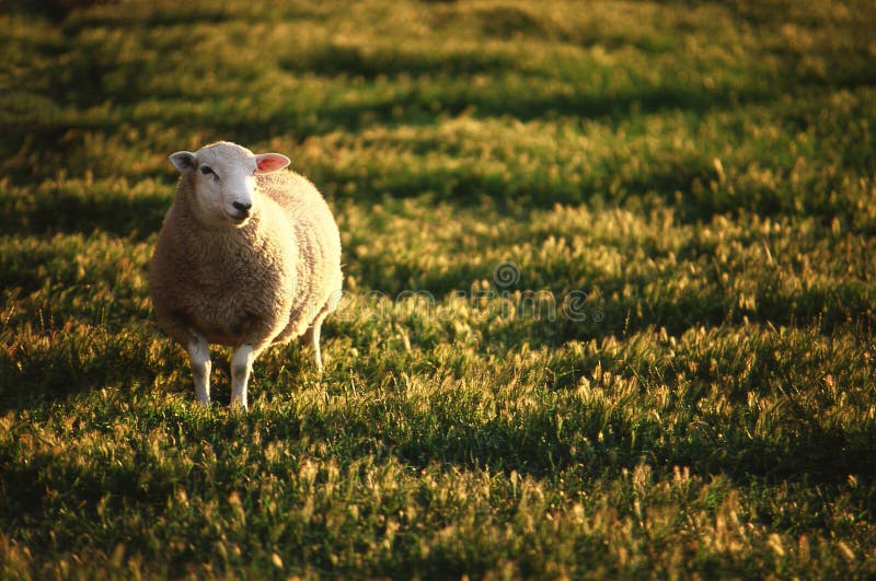 Lone sheep stock image. Image of wool, grass, farming - 3862063