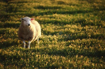 Lone sheep stock image. Image of wool, grass, farming - 3862063