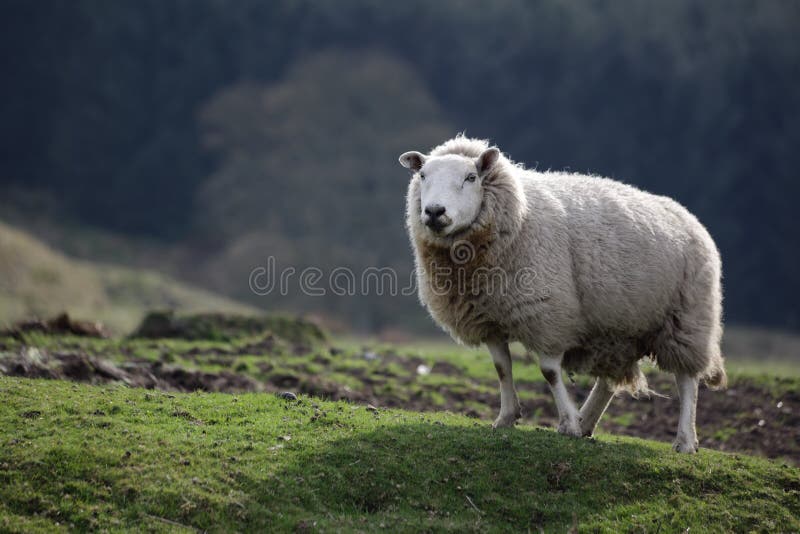 Lone Sheep stock photo. Image of animals, pasture, staring - 9592980