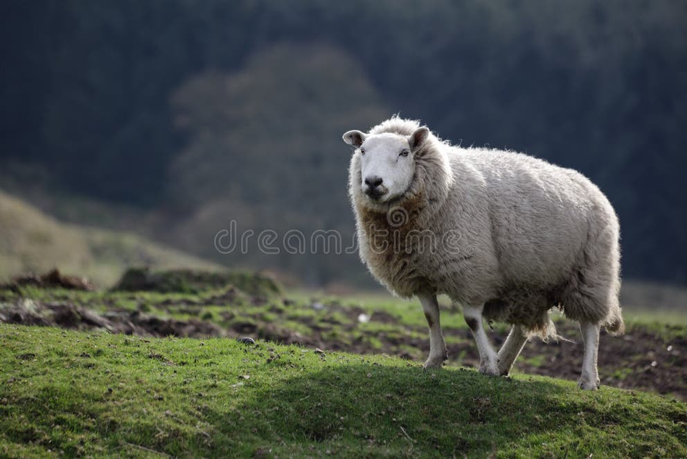 Lone Sheep stock photo. Image of animals, pasture, staring - 9592980