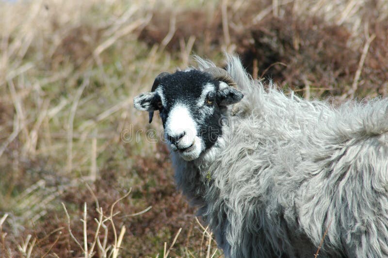 Lone sheep stock image. Image of wool, grass, farming - 3862063