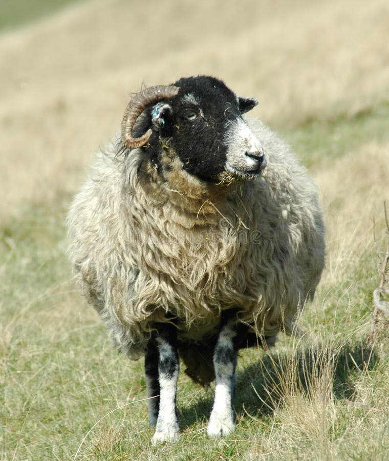 Lone Sheep stock photo. Image of wool, dales, valley - 47930172
