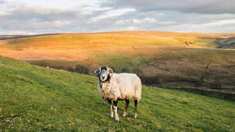 Sheep Cheeks Hill Stock Photos - Free & Royalty-Free Stock Photos from ...