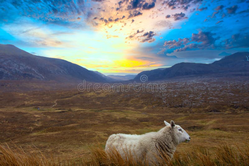 Lone Sheep in Front of a Scenic View in the Highlands Stock Image ...