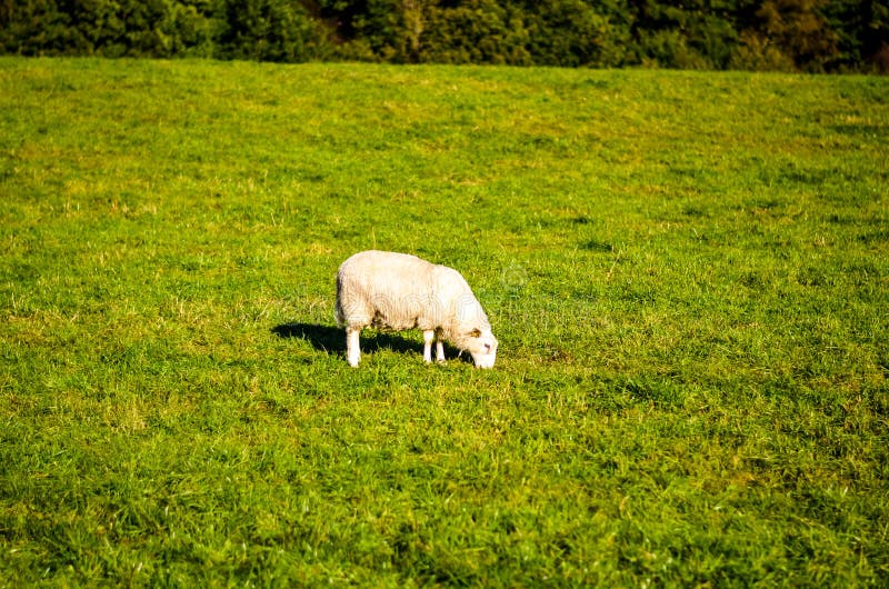 Lone Sheep Grazing on Pasture Stock Image - Image of copy, farm: 79062487