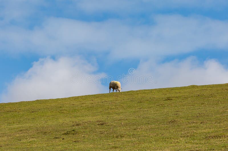A Lone Sheep Grazing on a South Downs Hill with a Blue Sky Overhead ...