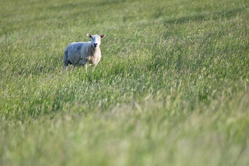 Lone Sheep in a Green Field Stock Photo - Image of cute, wildlife ...