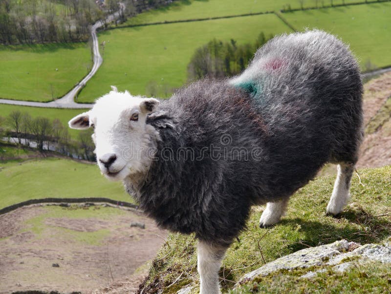 Lone Sheep High Over Valley Stock Image - Image of nature, path: 141304287