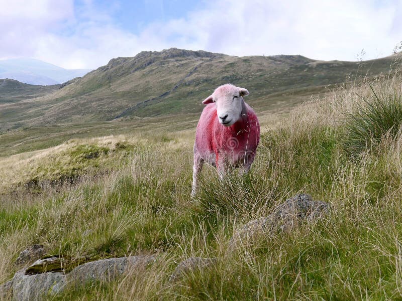 Lone sheep on hillside stock image. Image of nature, green - 81386081