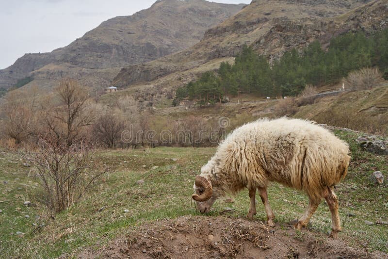 A Lone Sheep in the Mountains Has Fallen Behind the Flock Stock Image ...