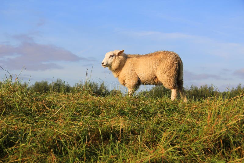 Lone Sheep Standing in a Field. Stock Image - Image of flock, lamb ...