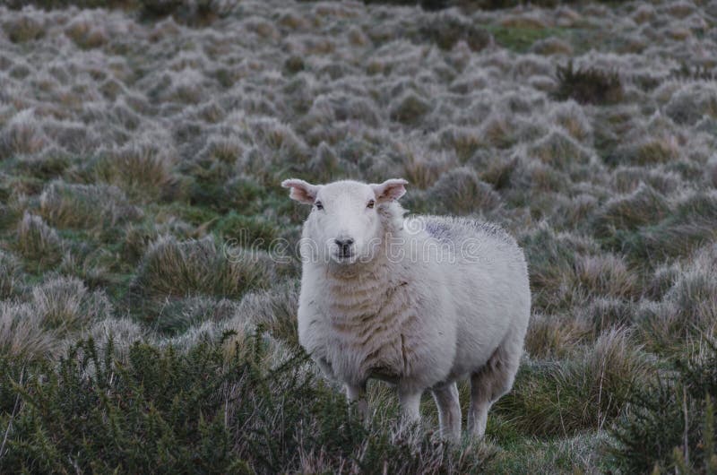 Lone sheep stock photo. Image of grass, fleece, farming - 109161776