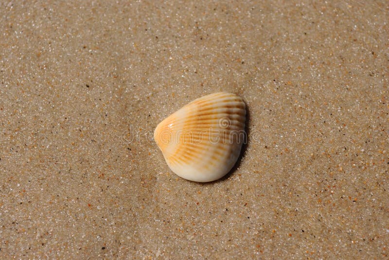 Lone Shell stock photo. Image of mollusk, warmth, surf - 45125752